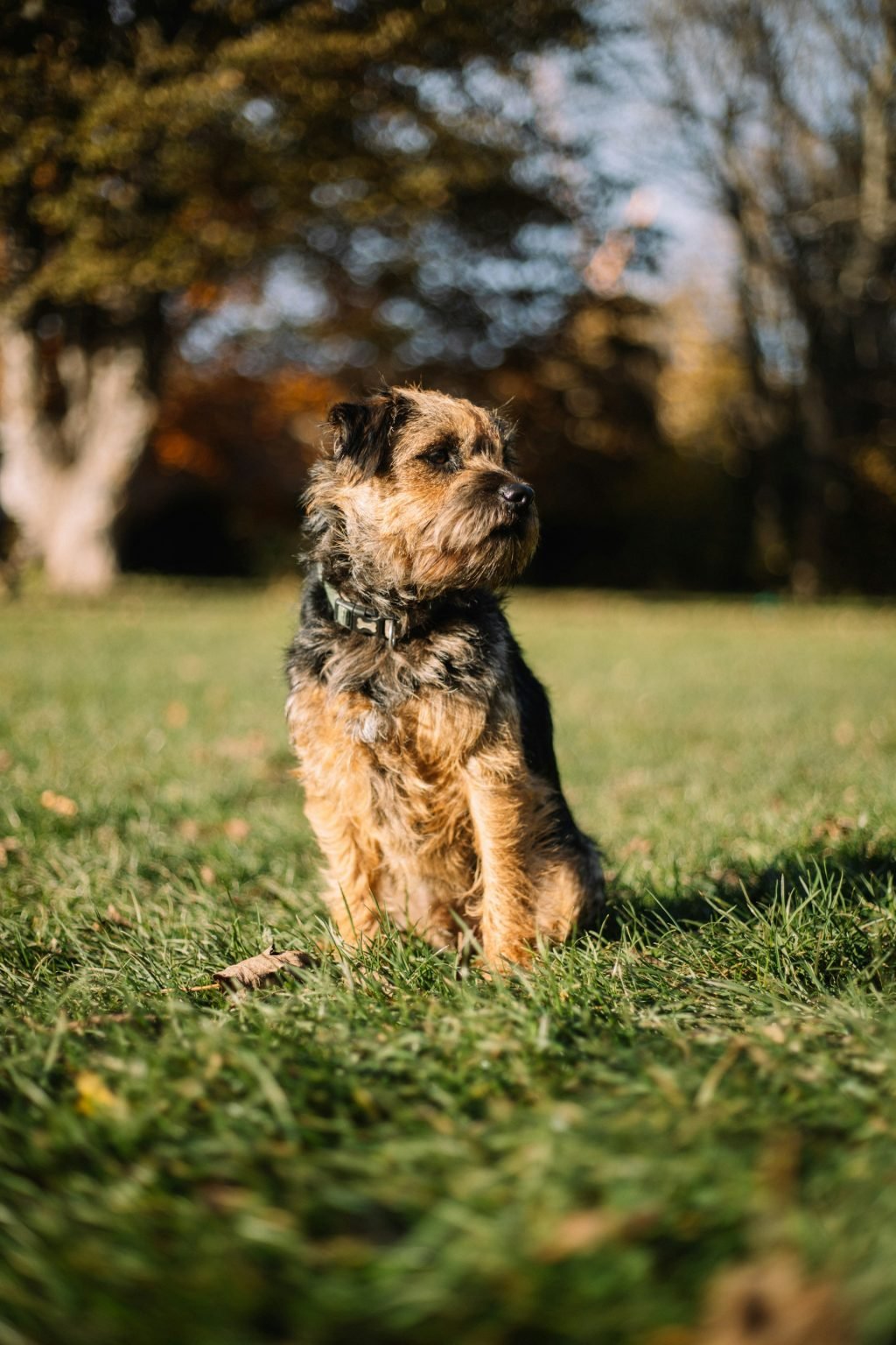 Airedale Terrier