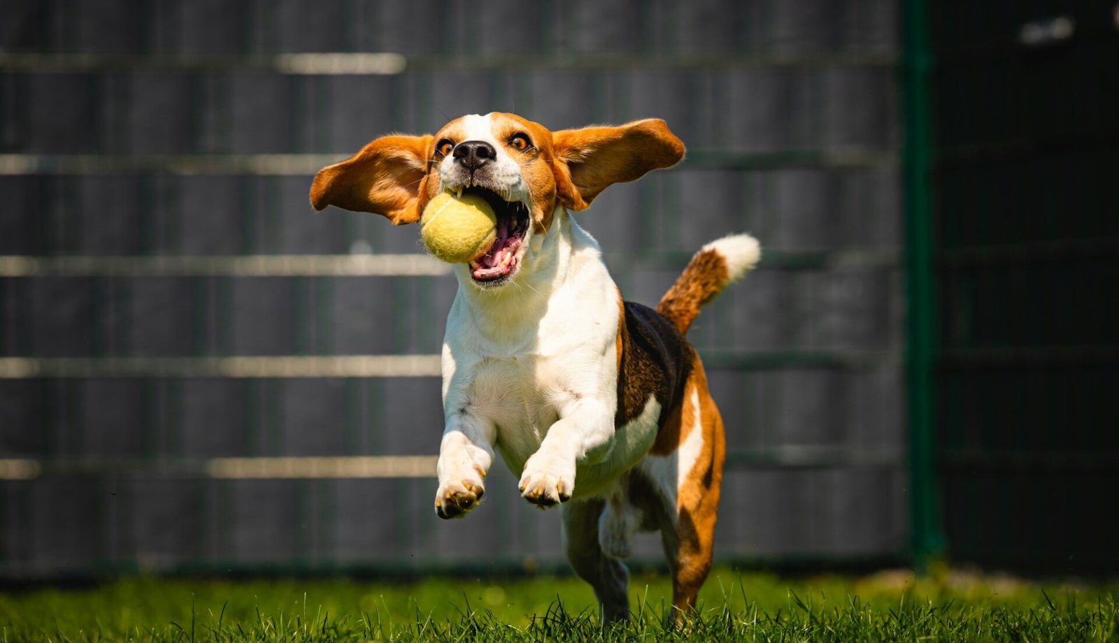 Wat vindt een hond echt leuk?
