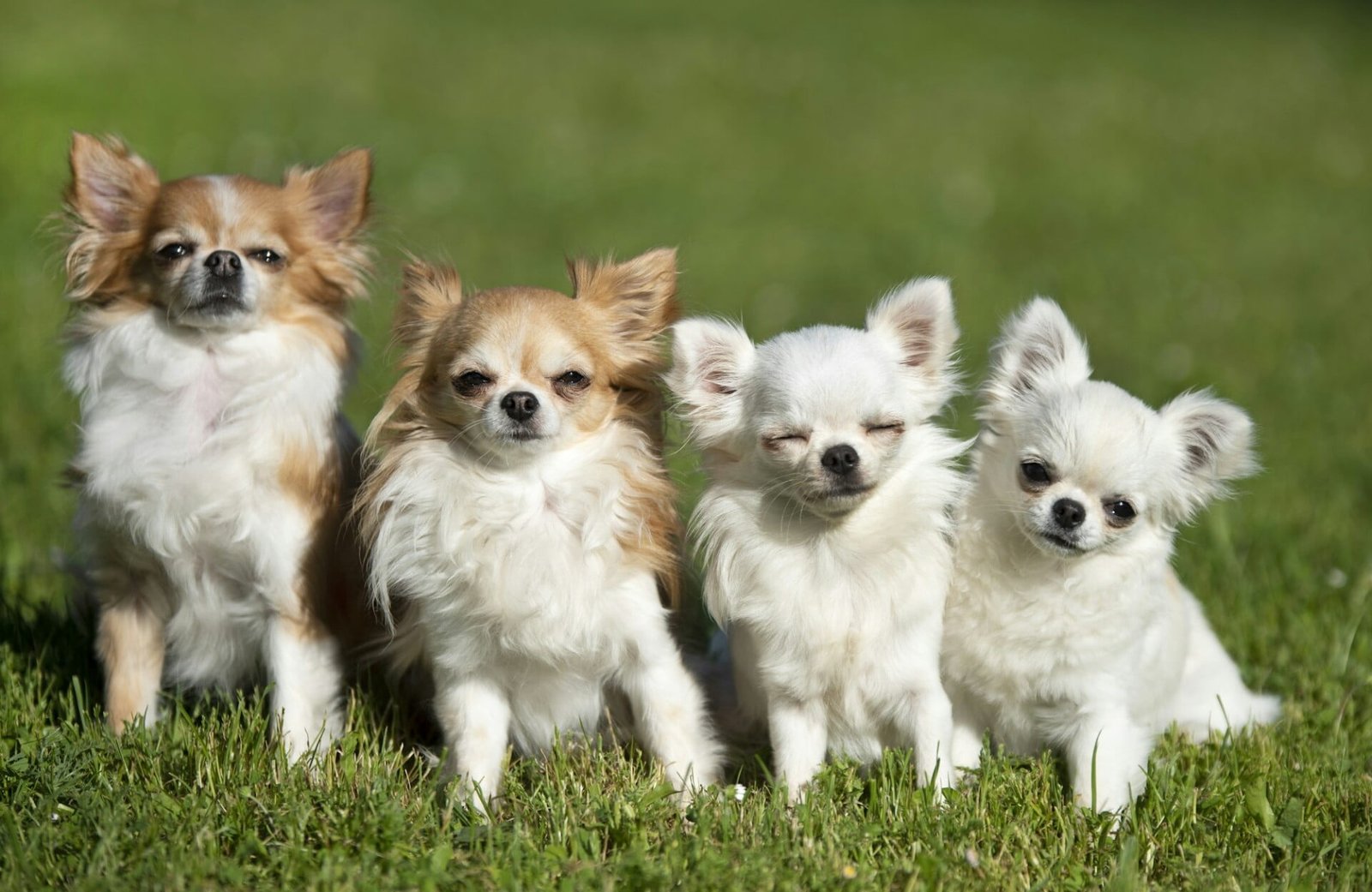 Chihuahua