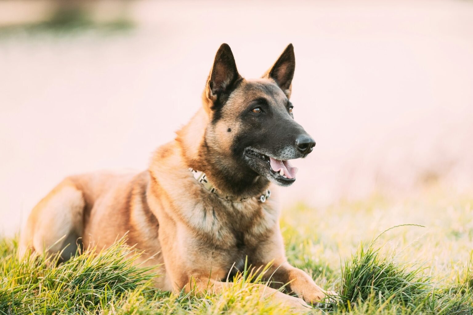 Mechelse Herder (Belgische Malinois)