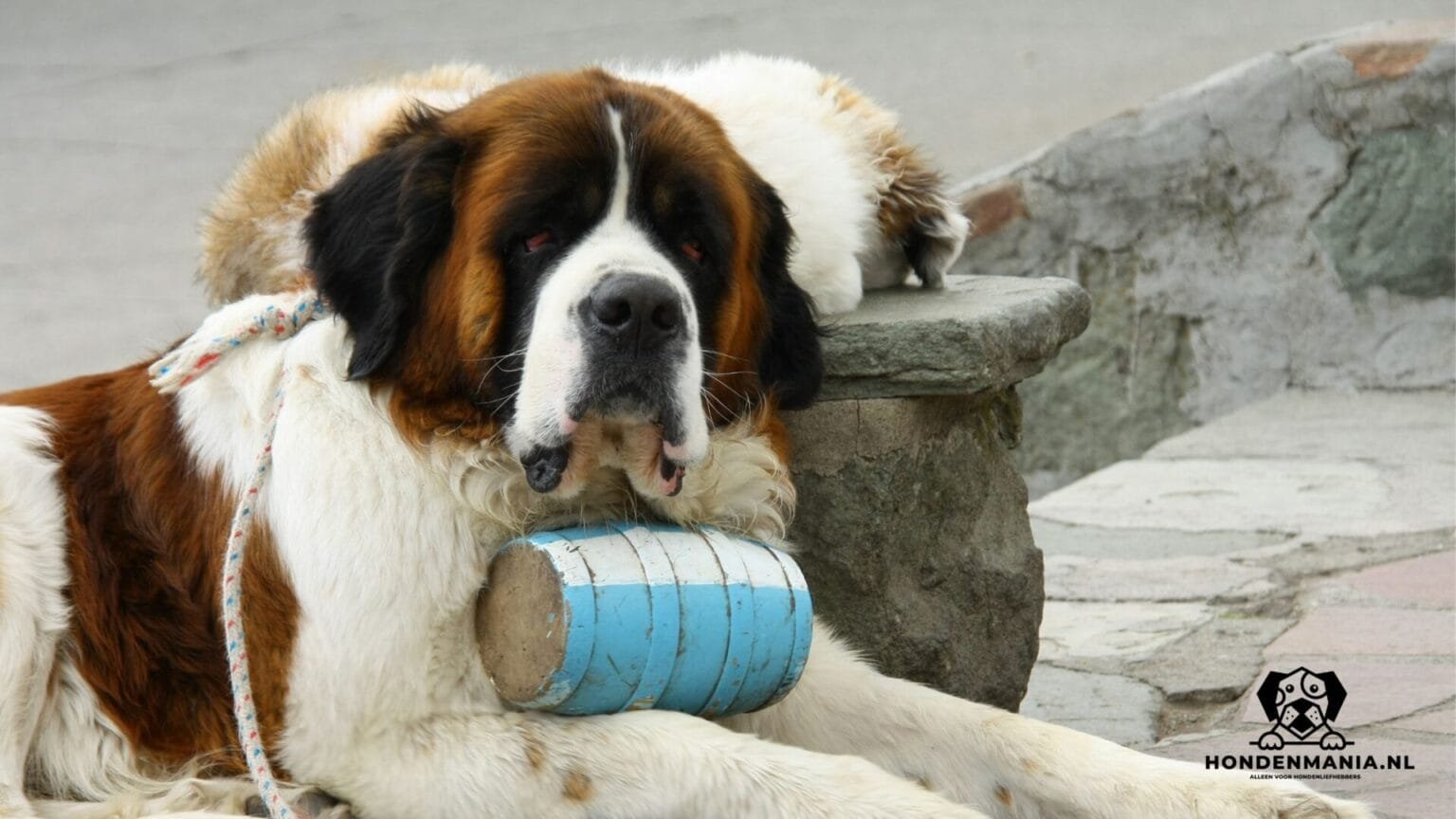 De Sint Bernard: een trouwe en majestueuze hond