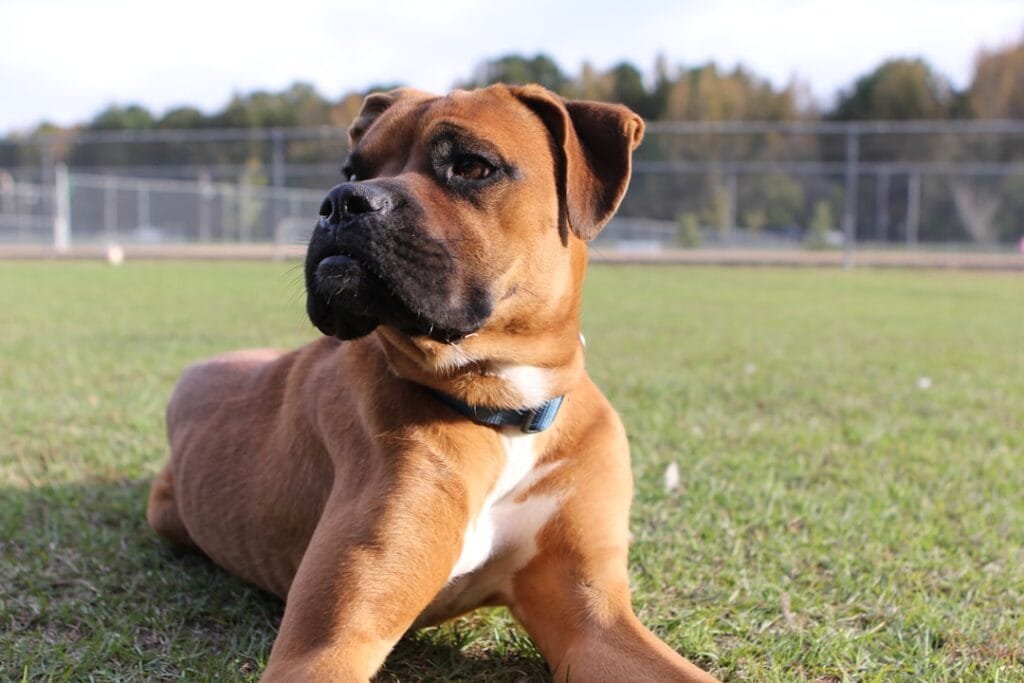 Tendances des noms de chiens pour 2025 : quels sont les choix les plus ...