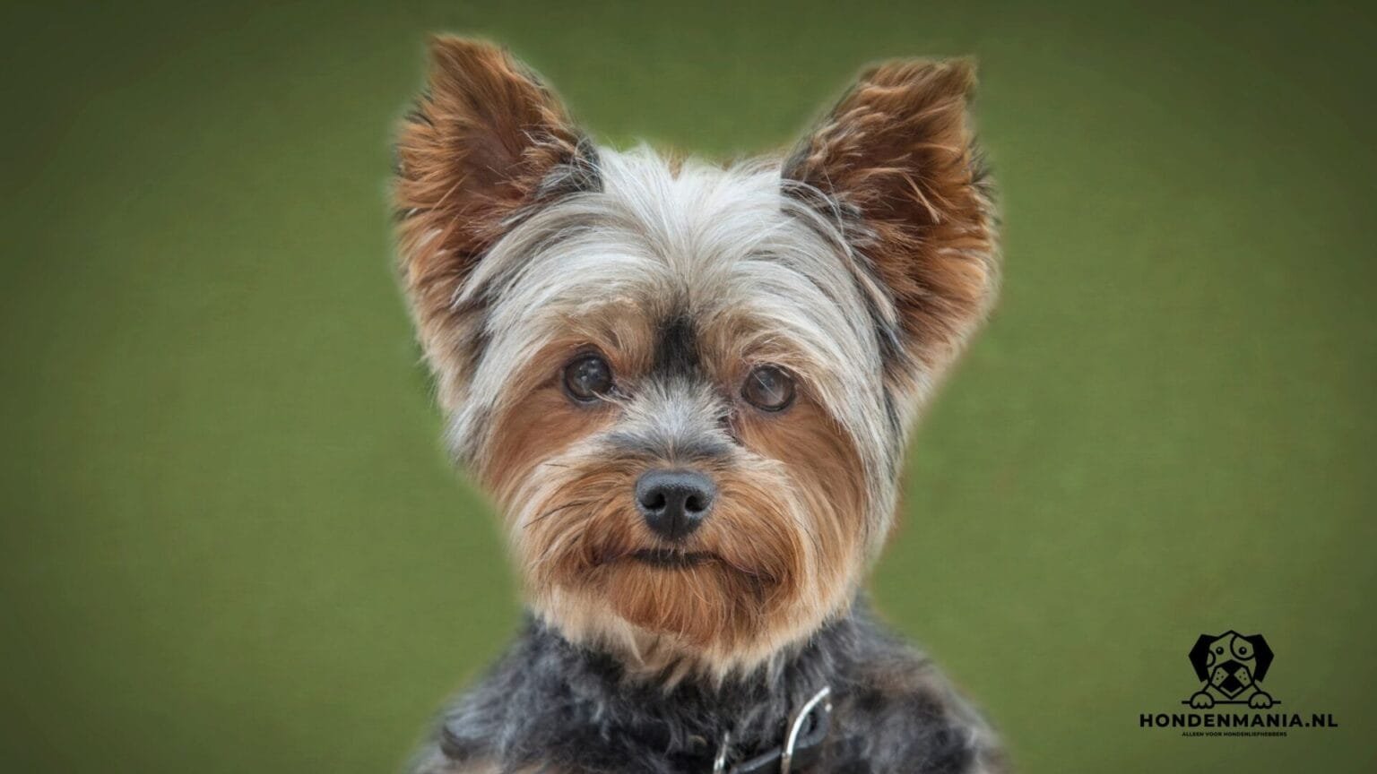 Tout savoir sur la race canine Yorkshire Terrier