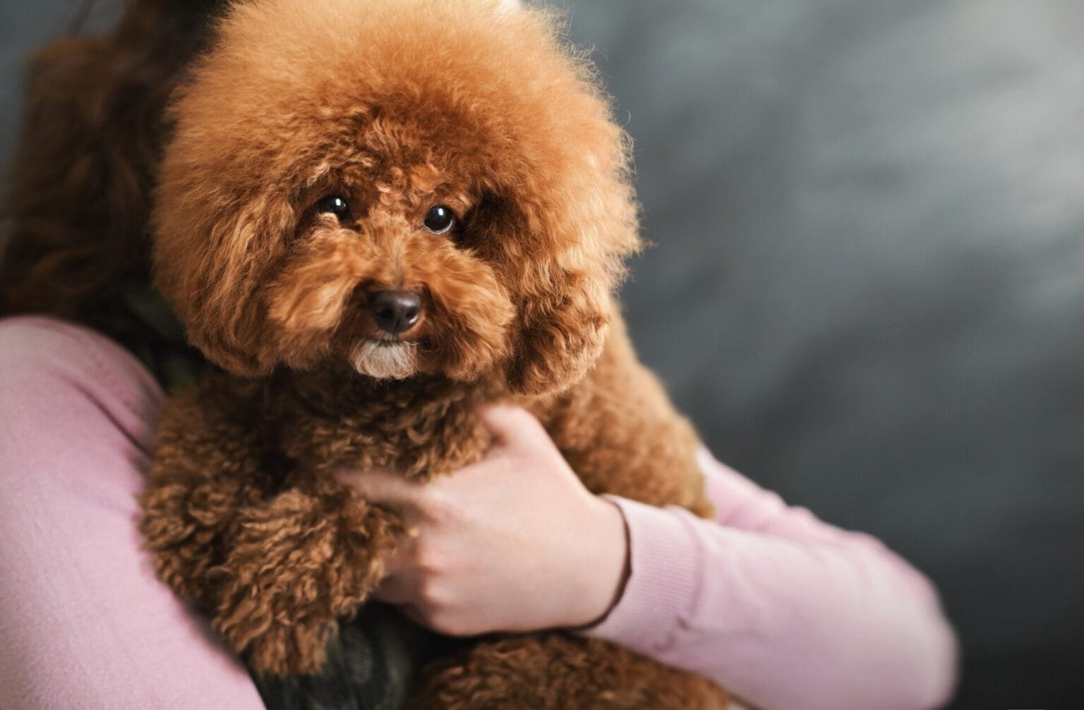 Toypoedel: de perfecte knuffelhond