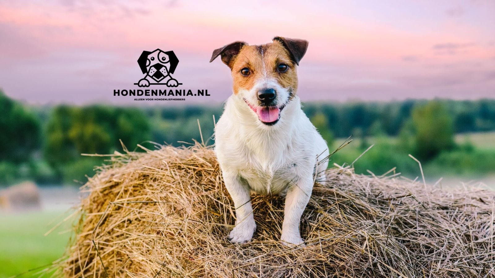 Het karakter van de Boerenfox: Ontdek waarom deze hond zo geliefd is